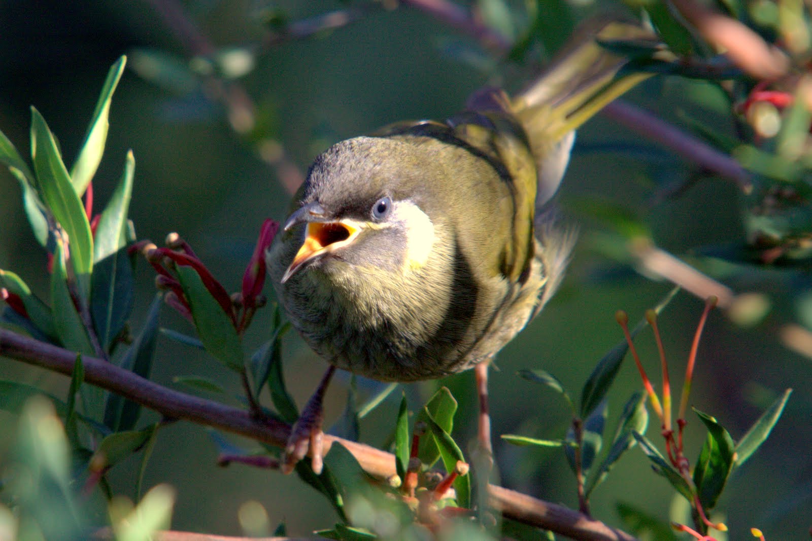 Birds