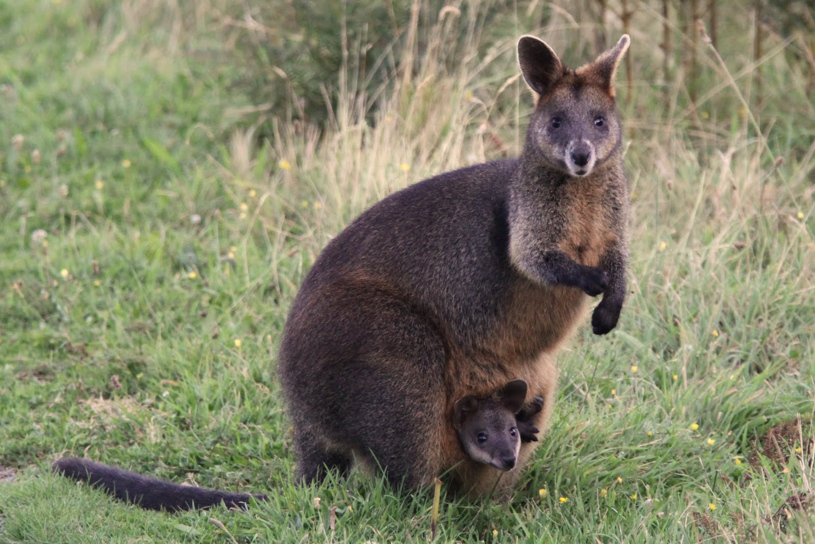 Wallabies