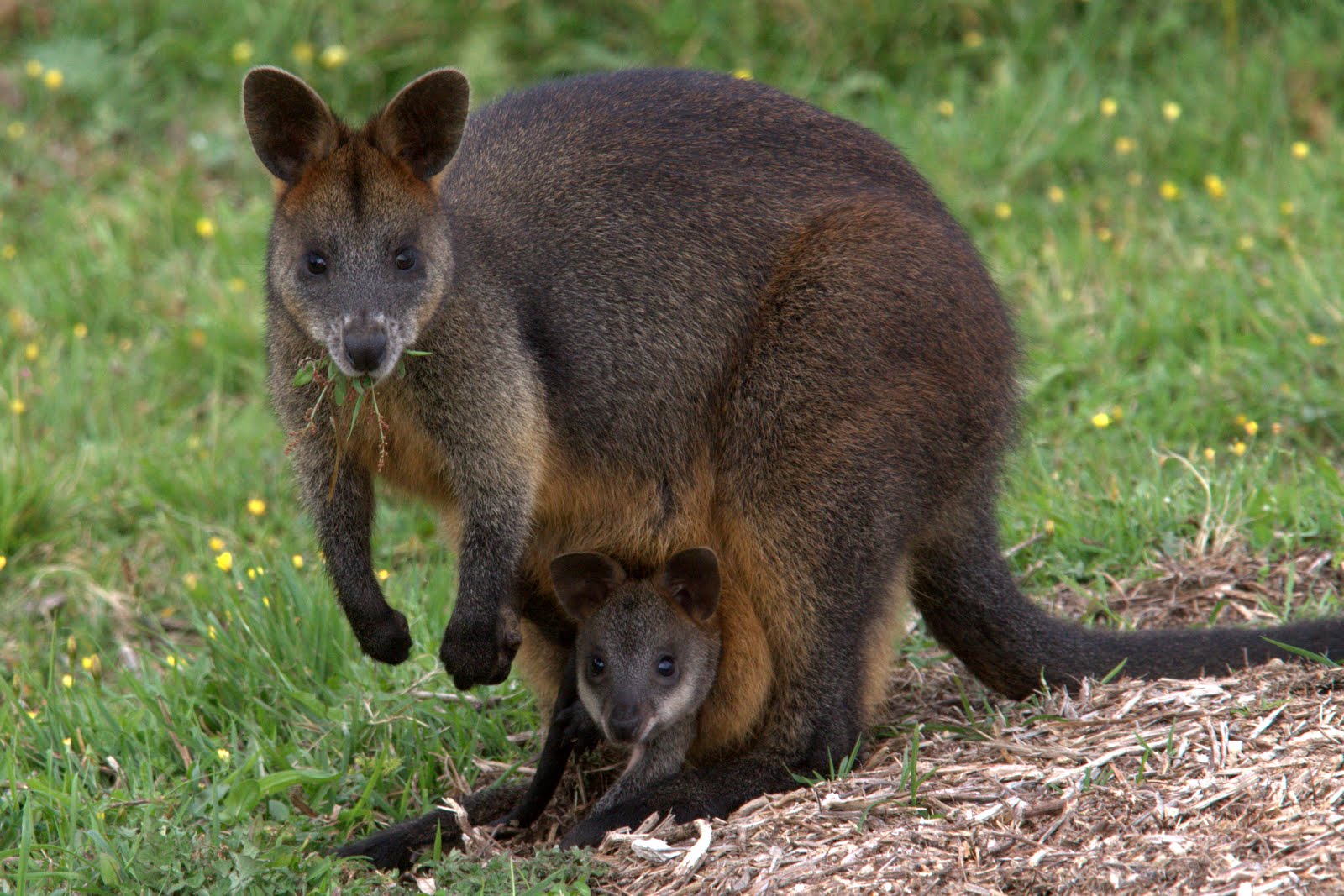 Wallabies